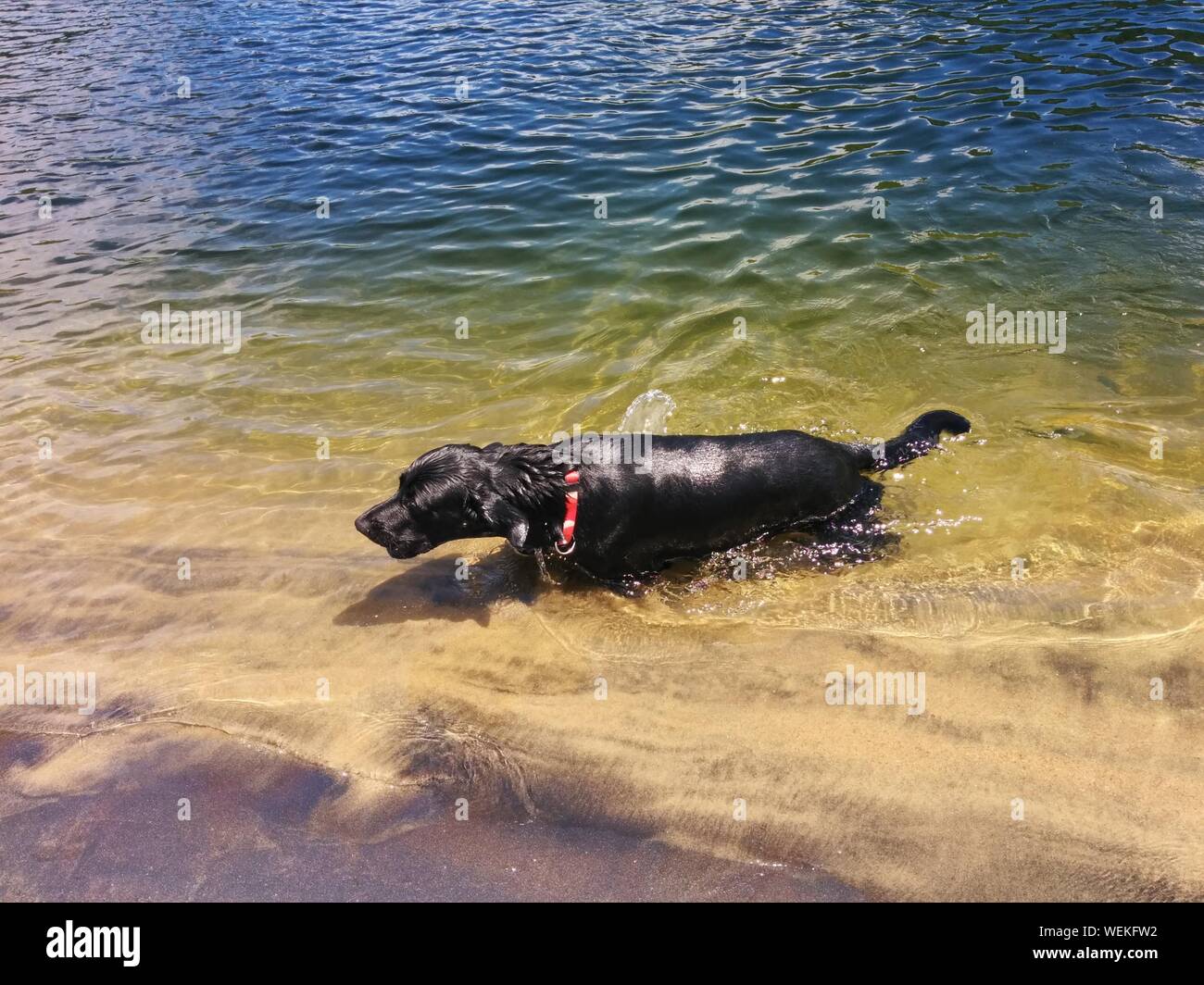 Black labrador in water hi-res stock photography and images - Alamy