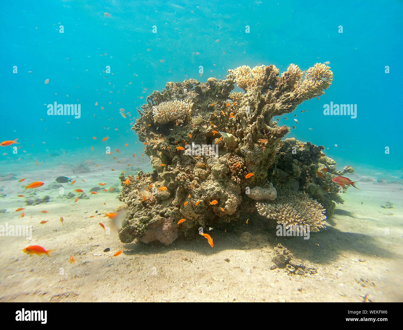 Coral reefs in the Red Sea, Egypt Stock Photo - Alamy