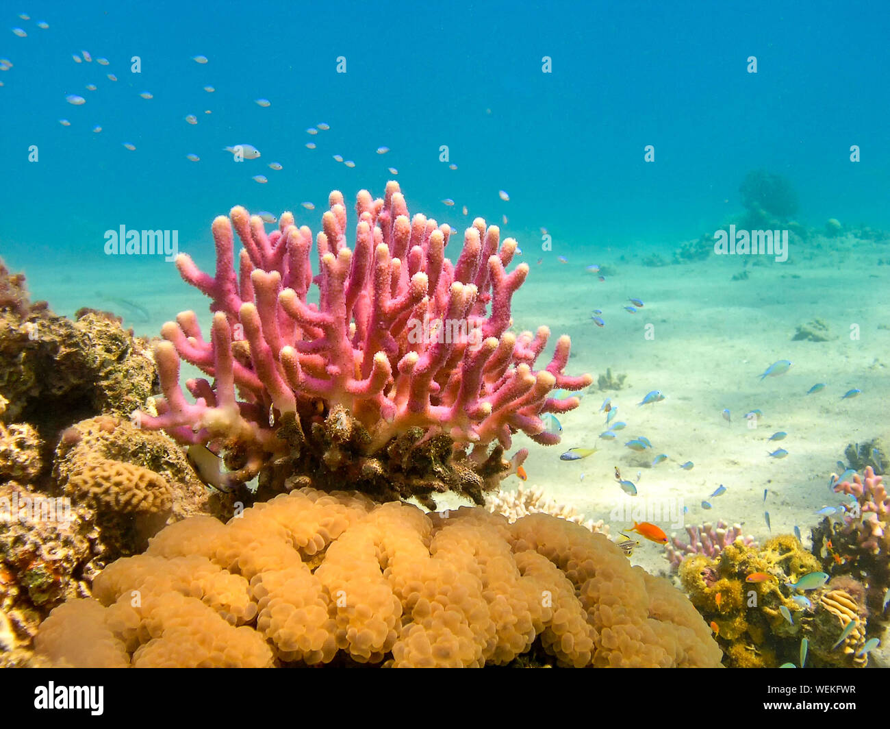 Coral reefs in the Red Sea, Egypt Stock Photo - Alamy