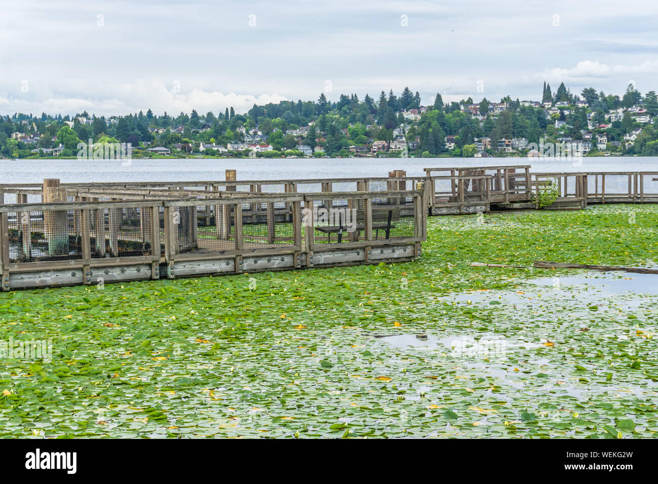 A wooden walkway over water at the Seattle Arboretum Stock Photo - Alamy