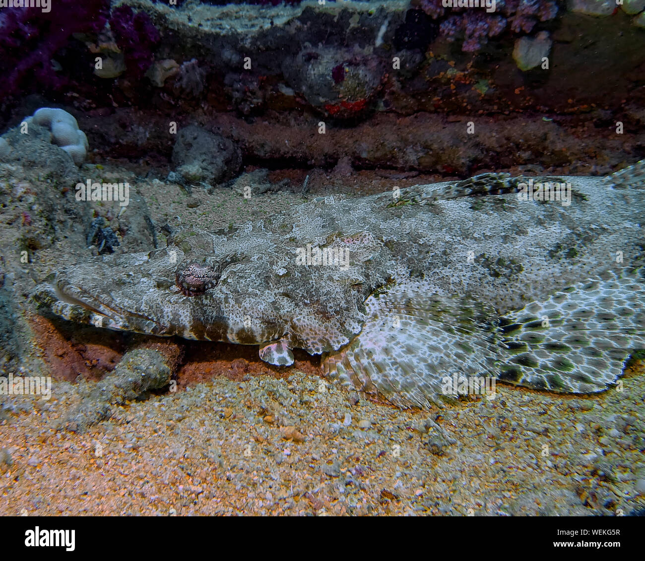 A Crocodilefish (Papilloculiceps longiceps) in the Red Sea Stock Photo ...