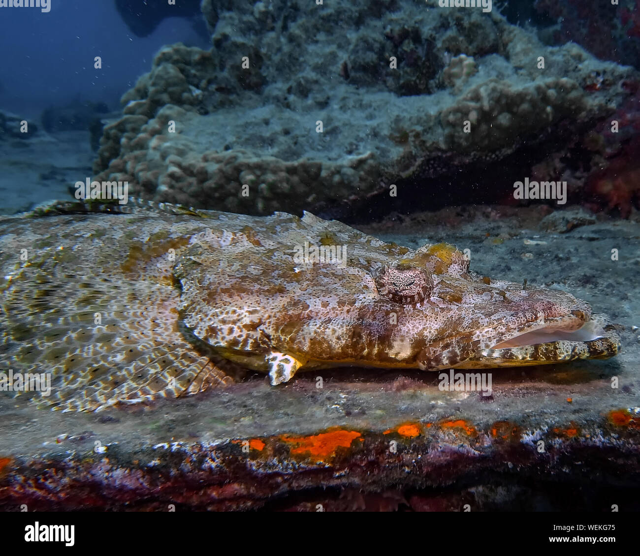 A Crocodilefish (Papilloculiceps longiceps) in the Red Sea Stock Photo ...
