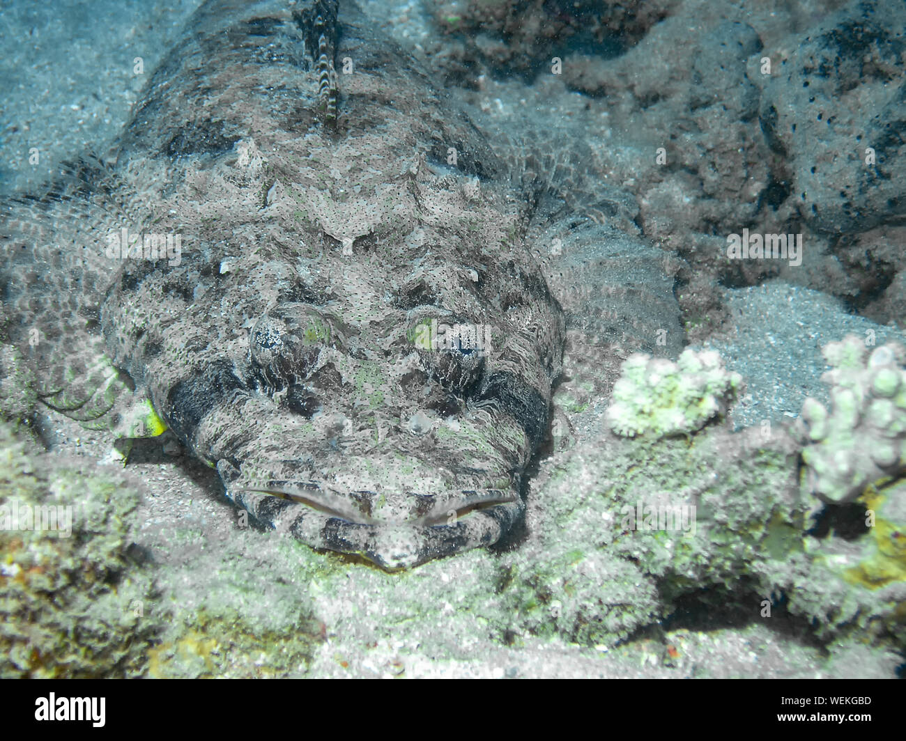 A Crocodilefish (Papilloculiceps longiceps) in the Red Sea Stock Photo ...