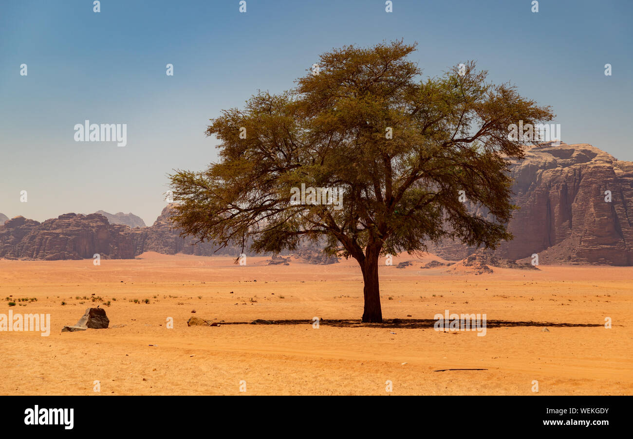 A picture of a tree highlighted in Wadi Rum's landscape Stock Photo - Alamy