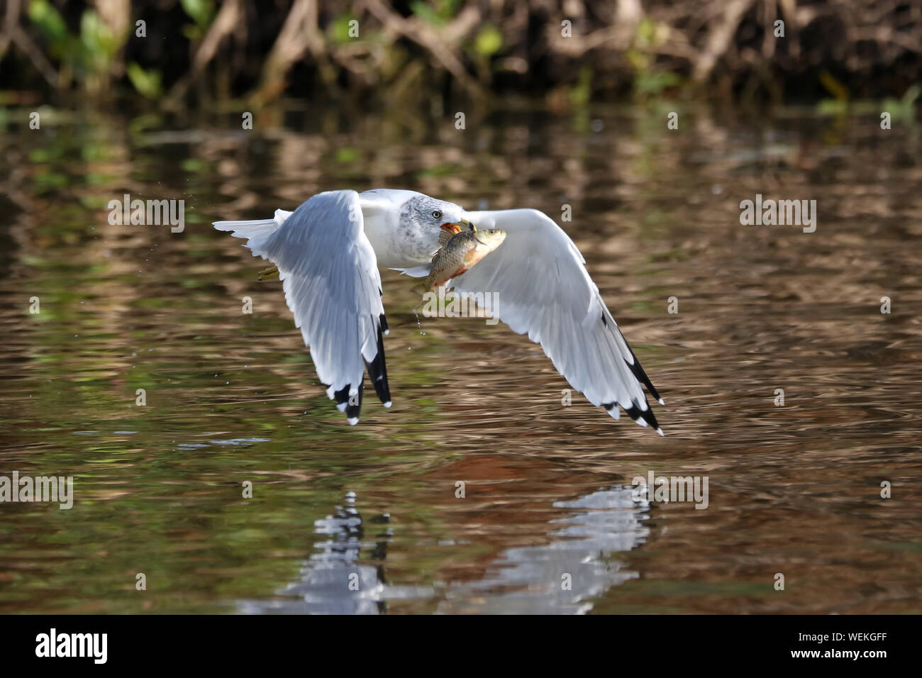 Bird with fish in mid air hi-res stock photography and images - Alamy