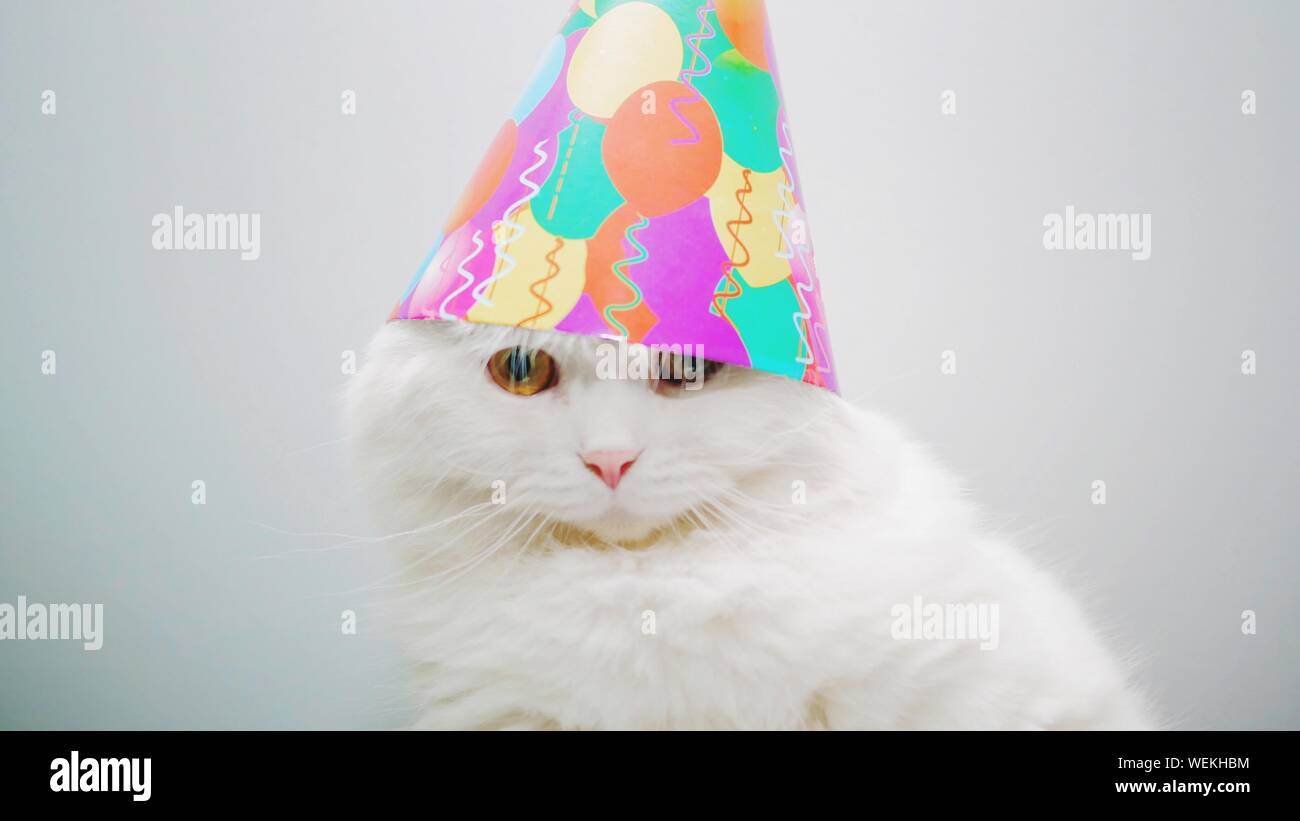 Cat wearing party hat hi-res stock photography and images - Alamy