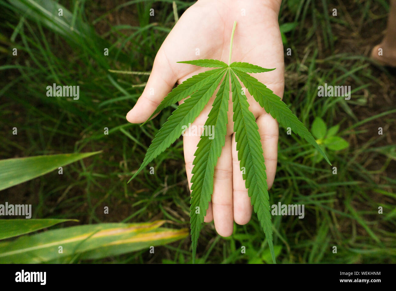 Marijuana plant hand hi-res stock photography and images - Alamy
