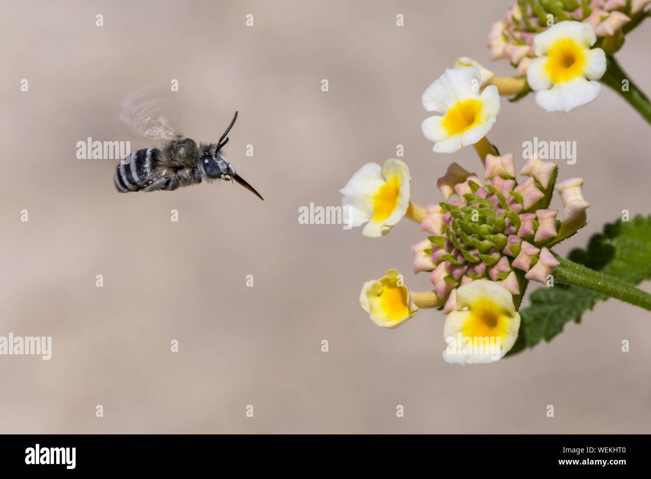 Blueberry plant bee hi-res stock photography and images - Alamy