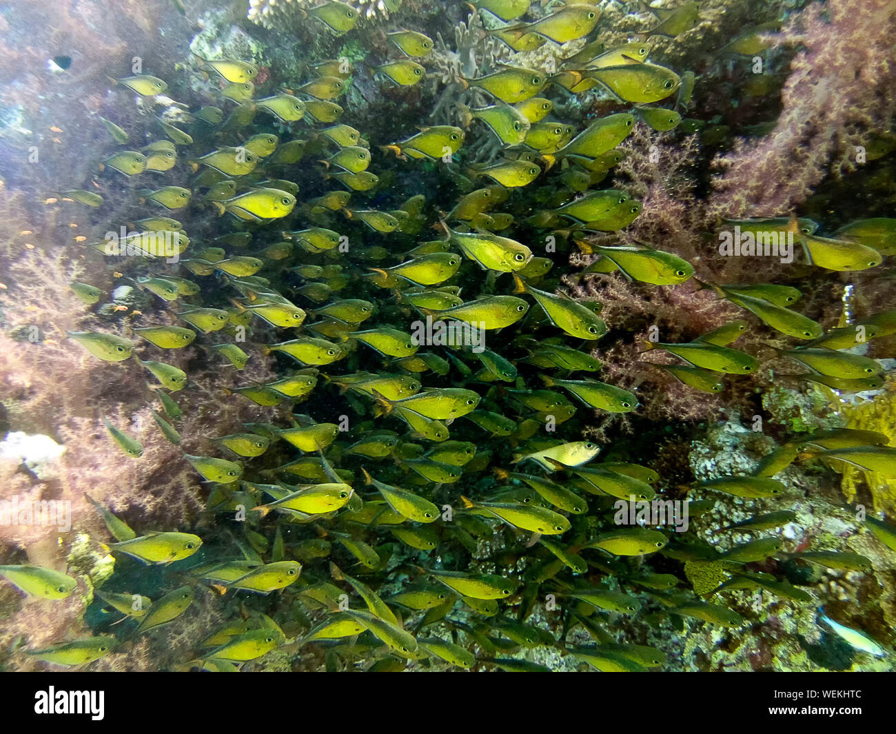 Red sea sweepers hi-res stock photography and images - Alamy