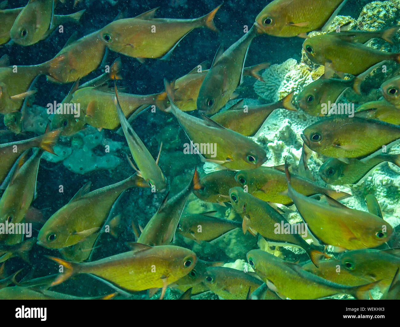 Pempheris hi-res stock photography and images - Alamy
