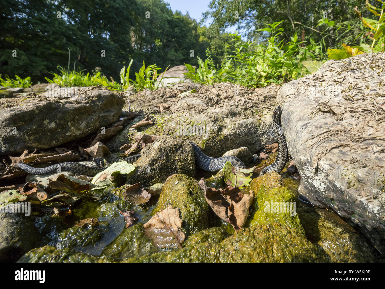 Water viper hi-res stock photography and images - Alamy