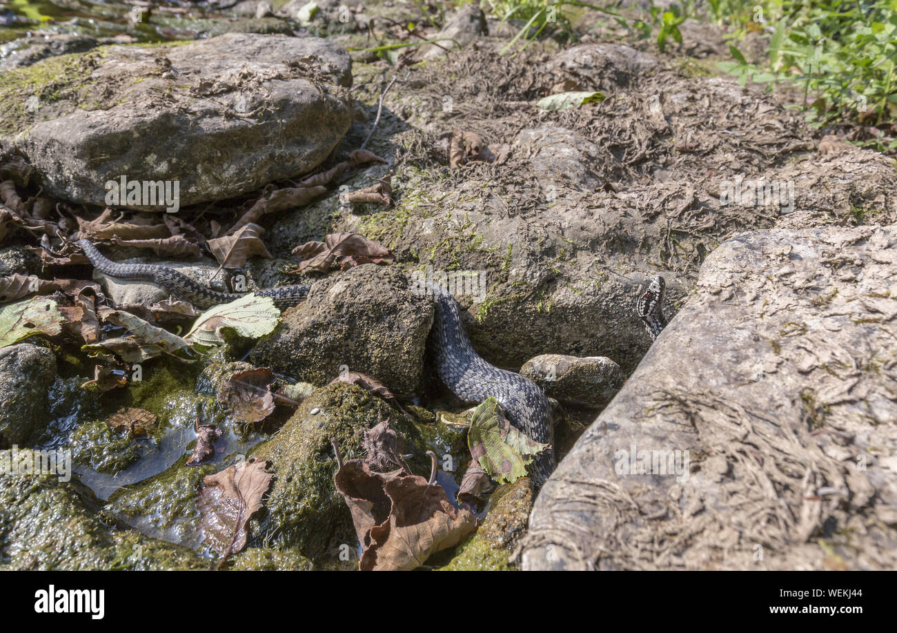 Water viper hi-res stock photography and images - Alamy