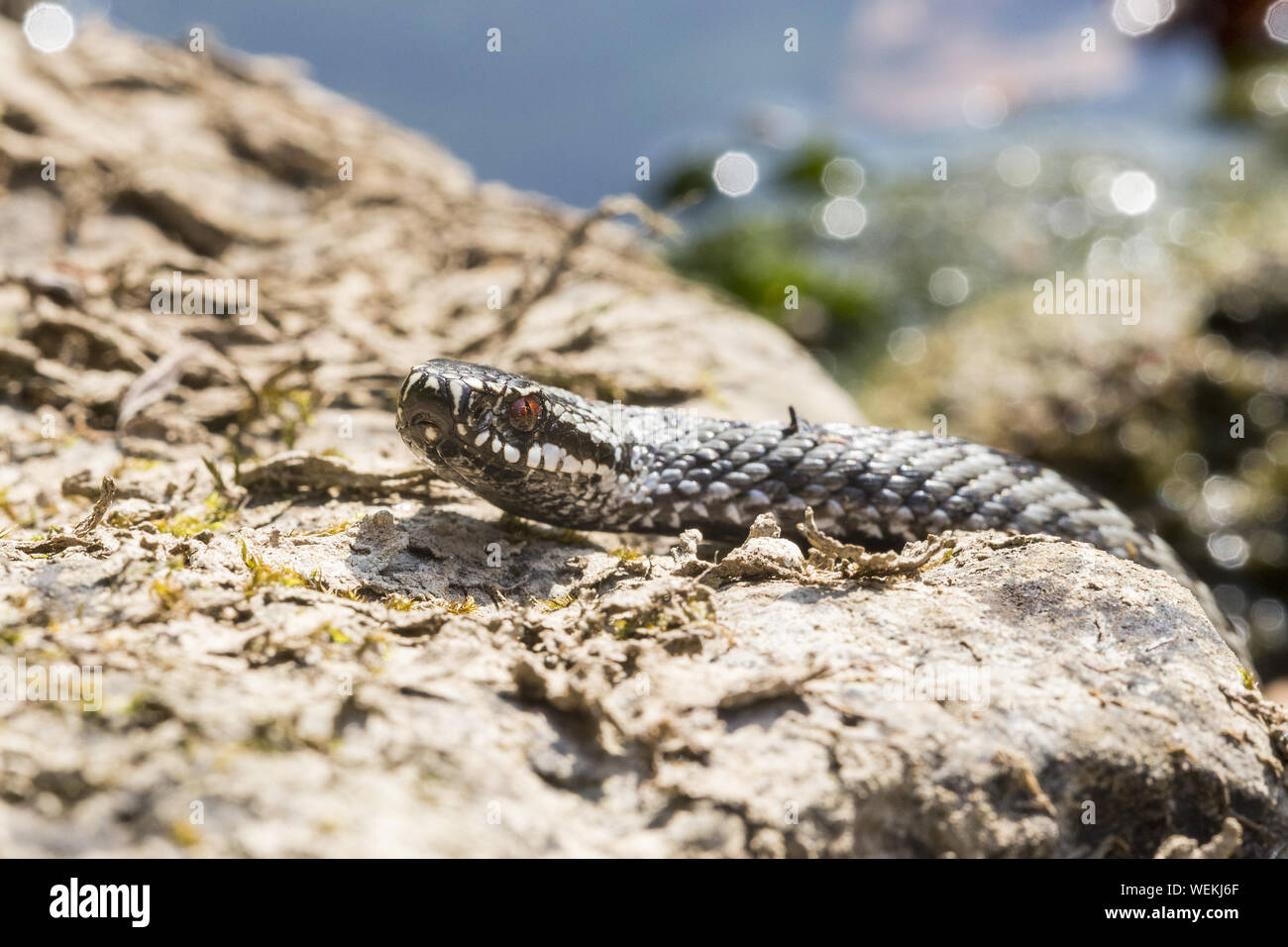 Water viper hi-res stock photography and images - Alamy
