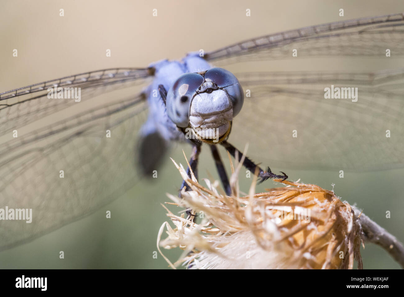 Southern Skimmer (Orthetrum brunneum Stock Photo - Alamy