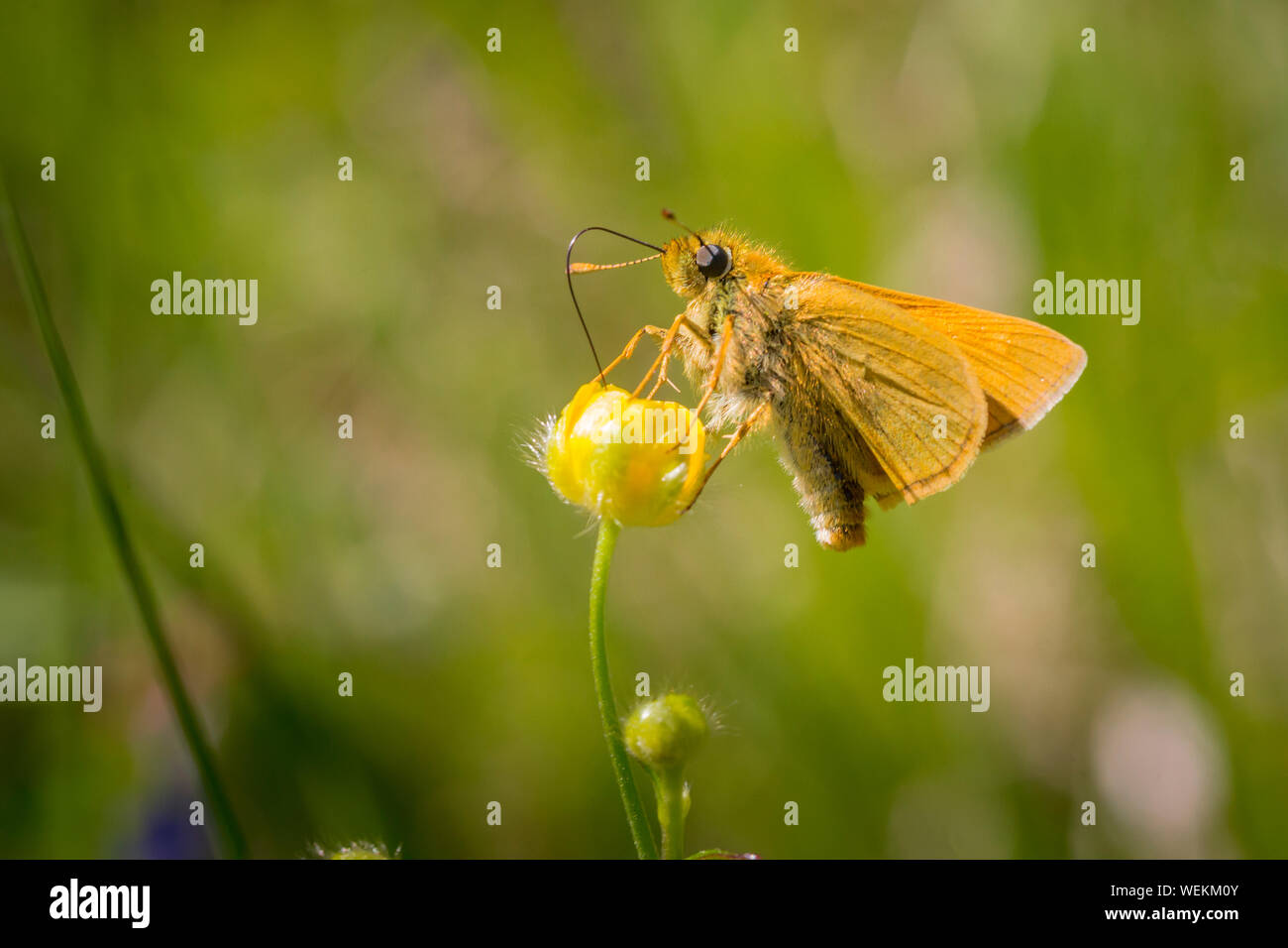 Portrait of a butterfly Stock Photo - Alamy