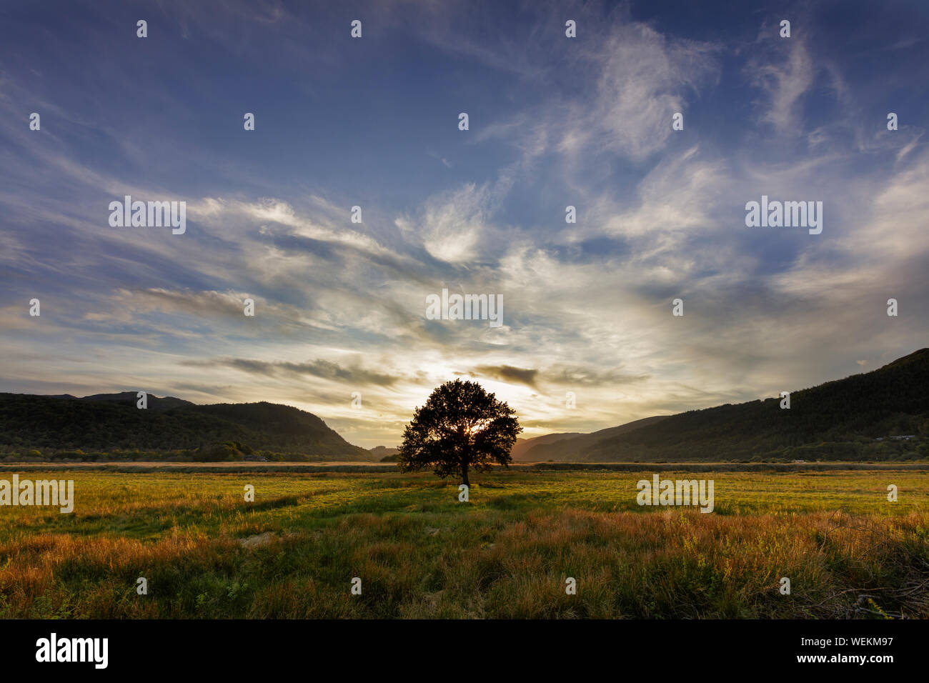 Angle oak tree hi-res stock photography and images - Alamy