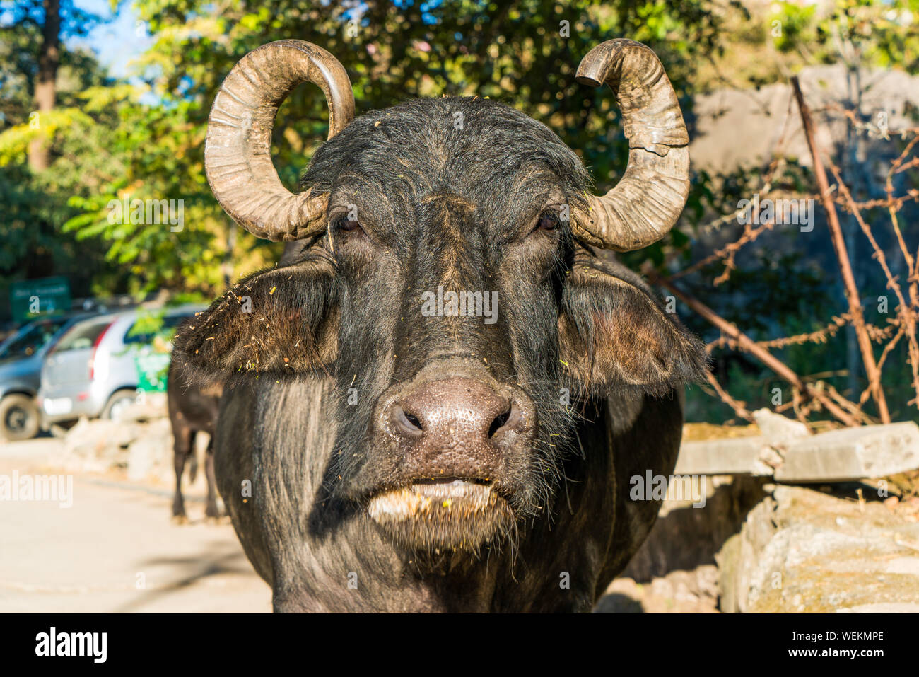 Portrait domestic water buffalo hi-res stock photography and images - Alamy