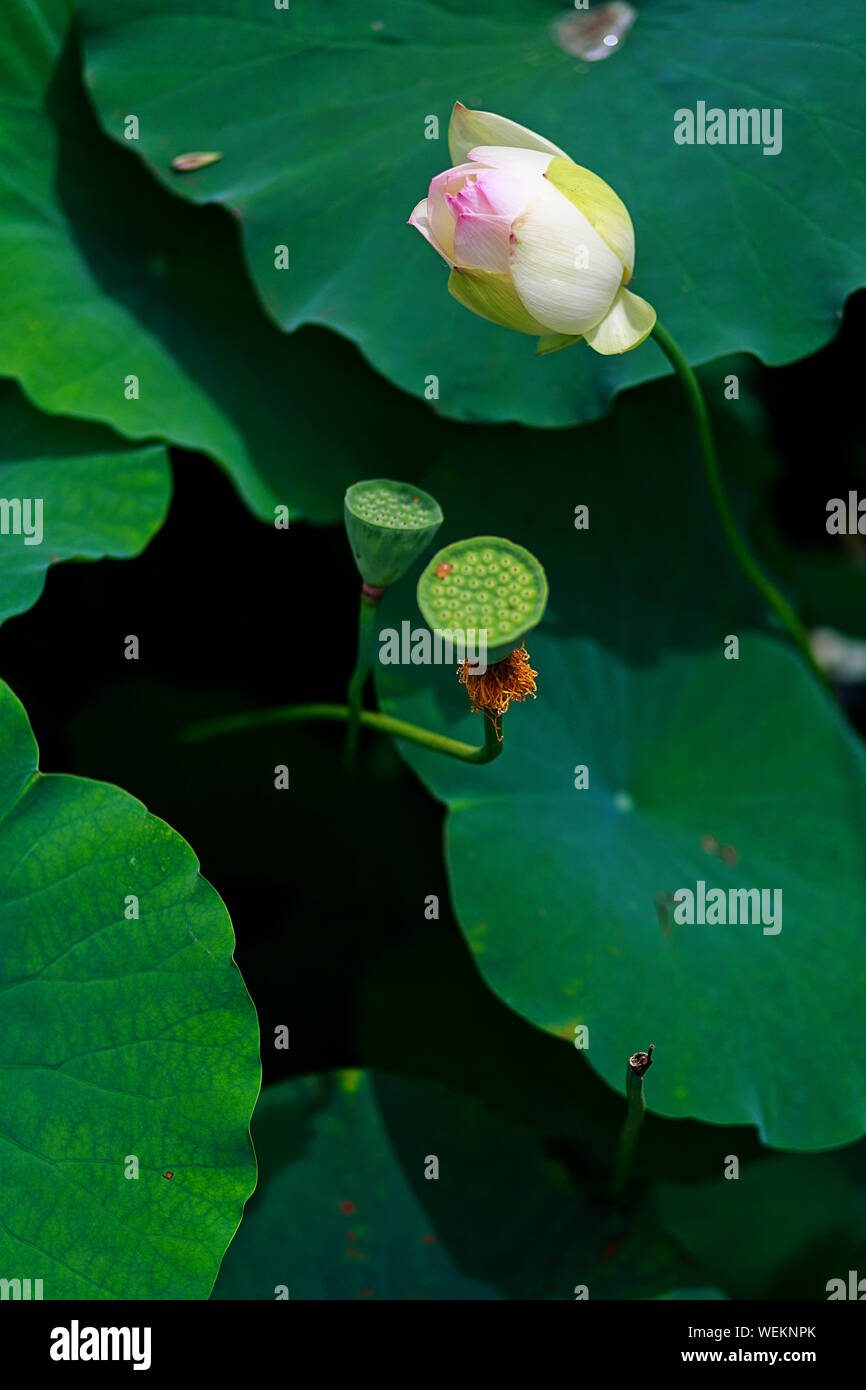 Green lotus seed pods hi-res stock photography and images - Alamy
