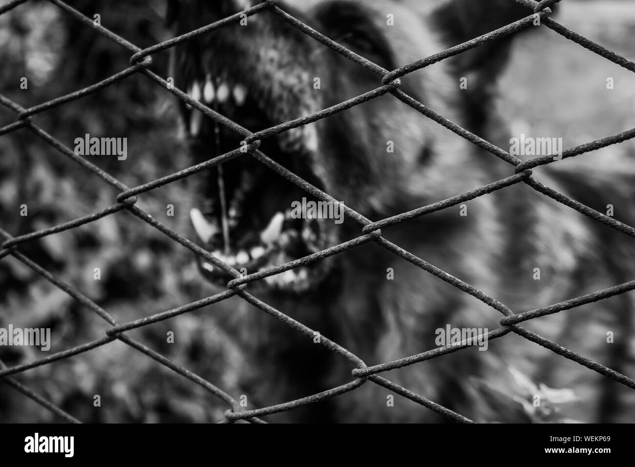 Angry dog mouth hi-res stock photography and images - Alamy