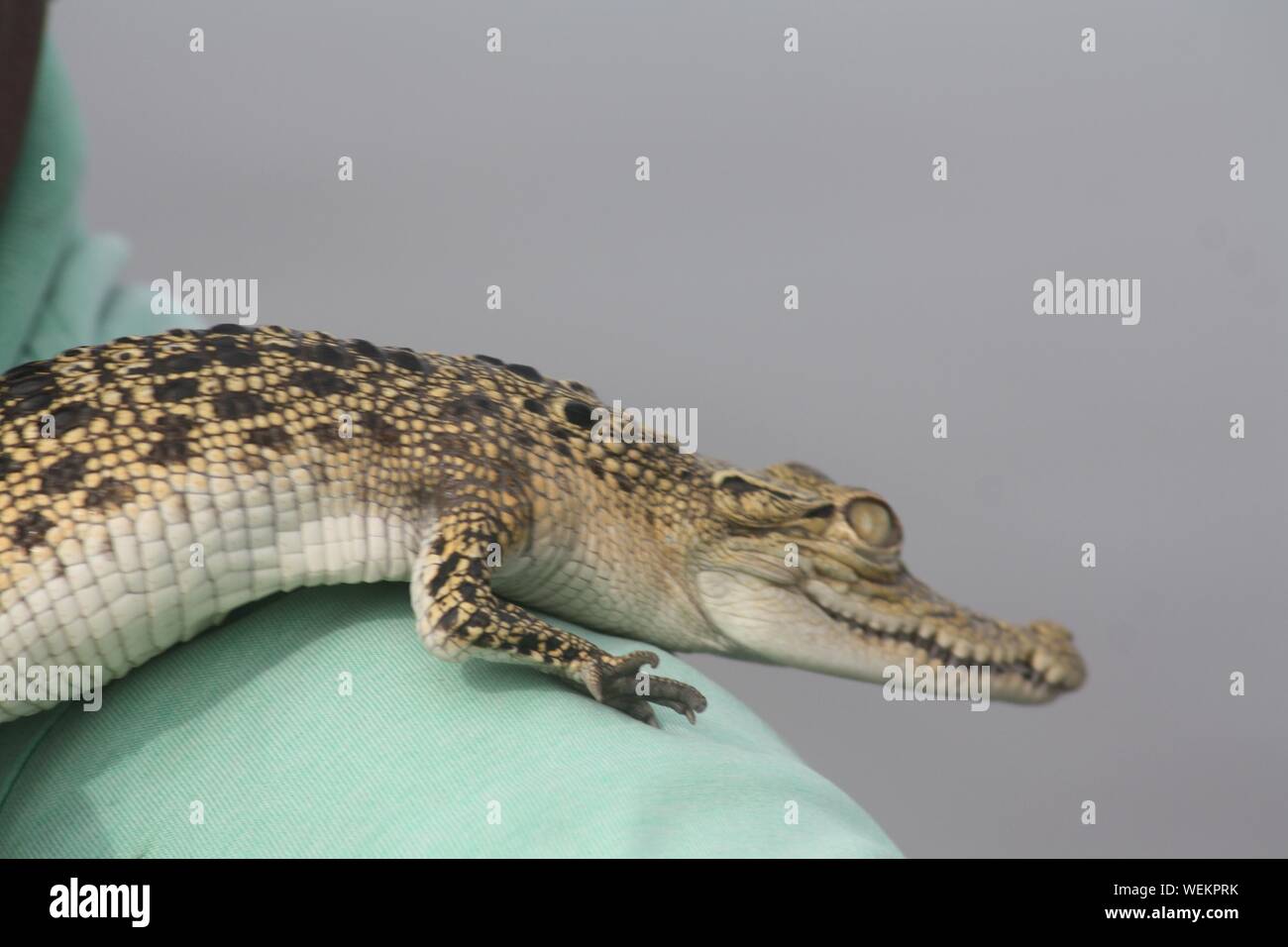 Real crocodile hi-res stock photography and images - Alamy