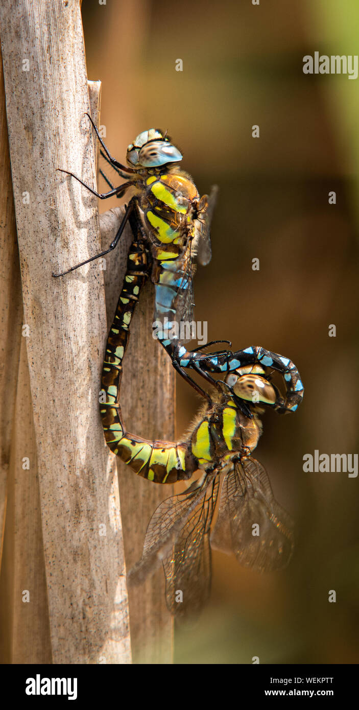 Dragonfly mating hi-res stock photography and images - Alamy