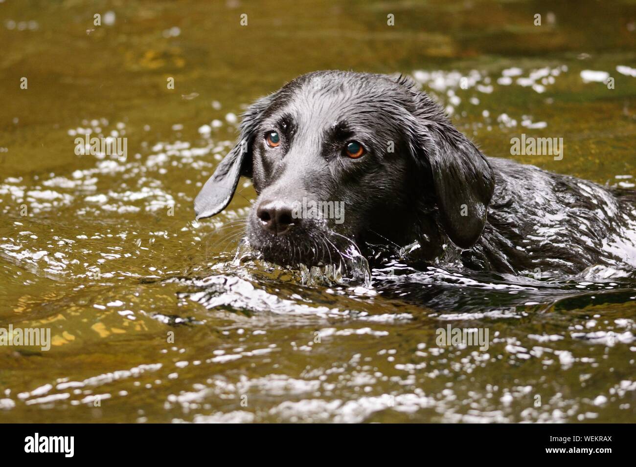 Black Labrador Swimming Stock Photos & Black Labrador Swimming Stock ...