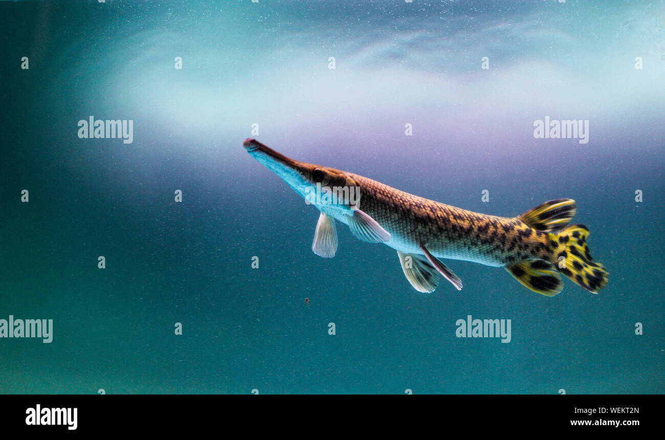 Alligator Gar High Resolution Stock Photography and Images - Alamy