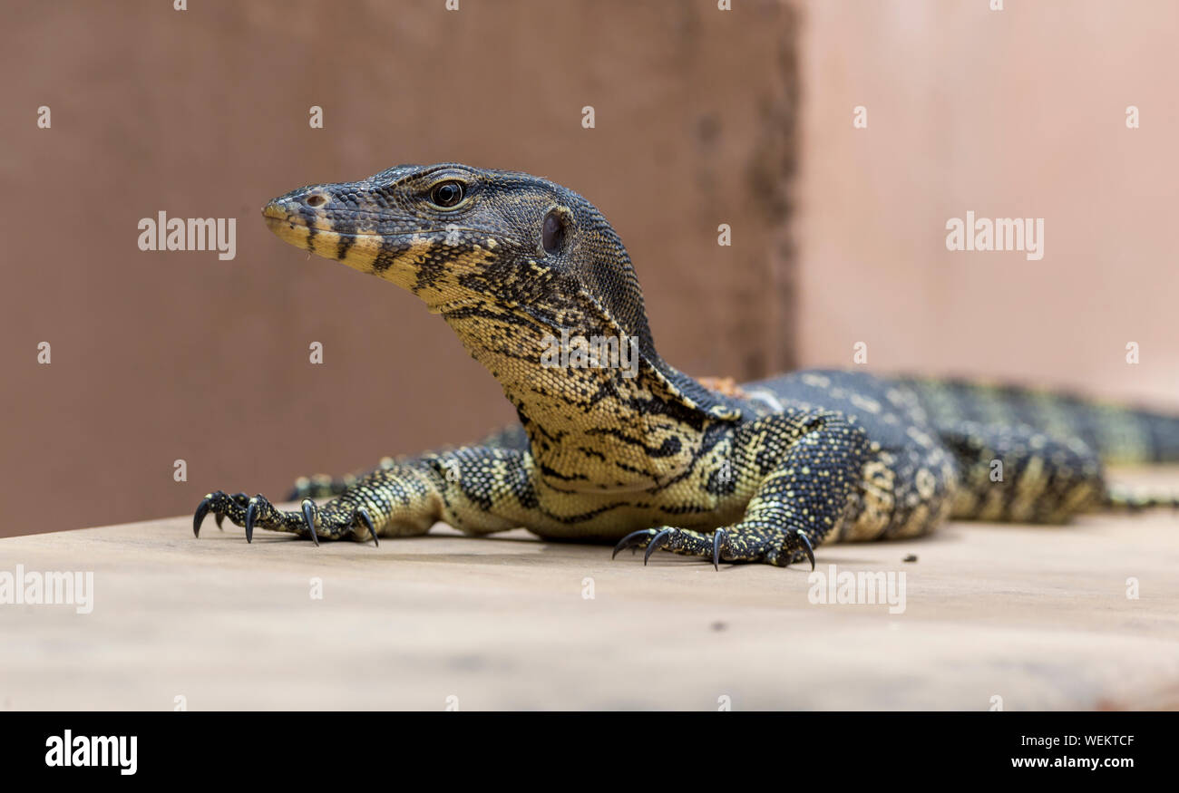 Small monitor species hi-res stock photography and images - Alamy