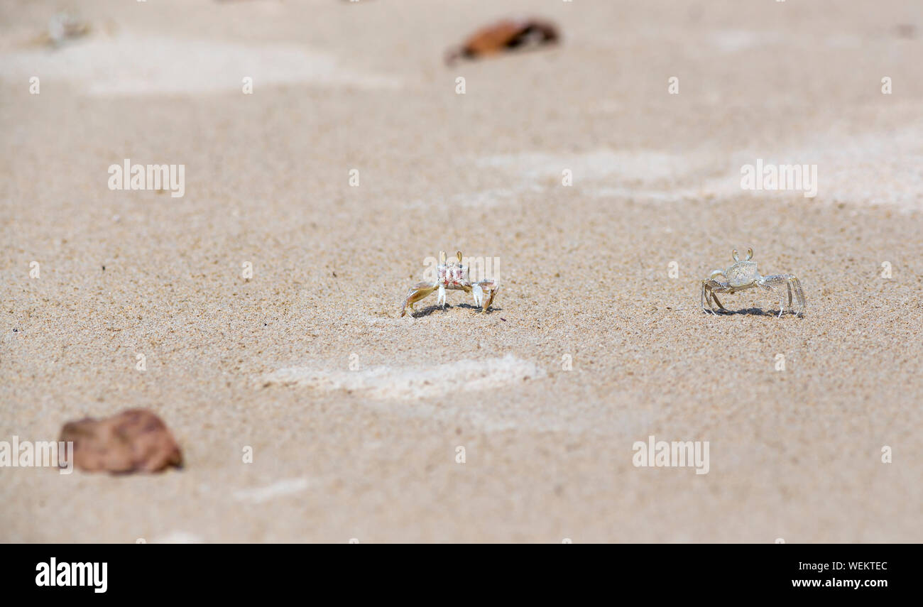 Hermit crab no shell hi-res stock photography and images - Alamy