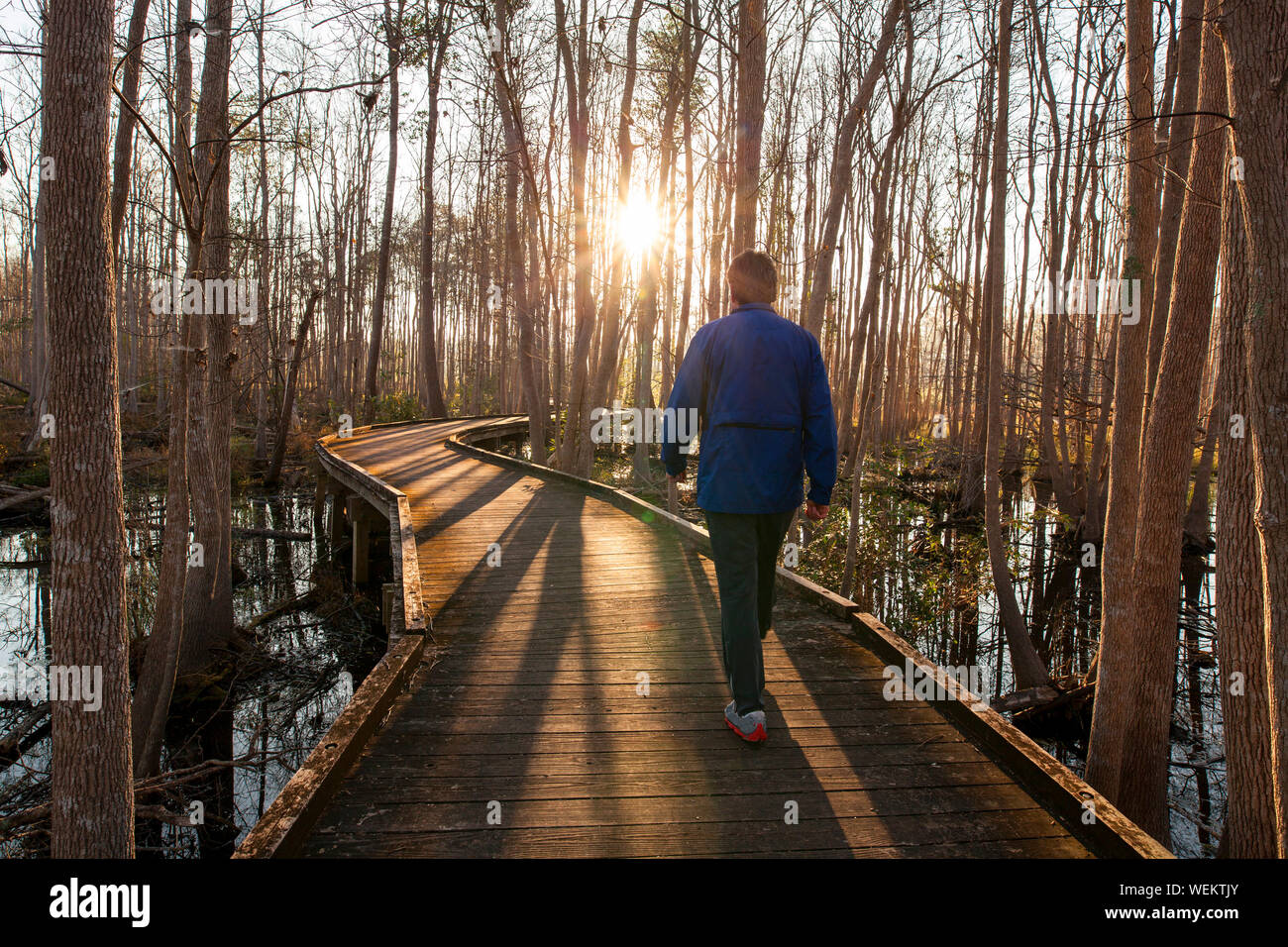 Man walking forest trail in early morning Stock Photo - Alamy