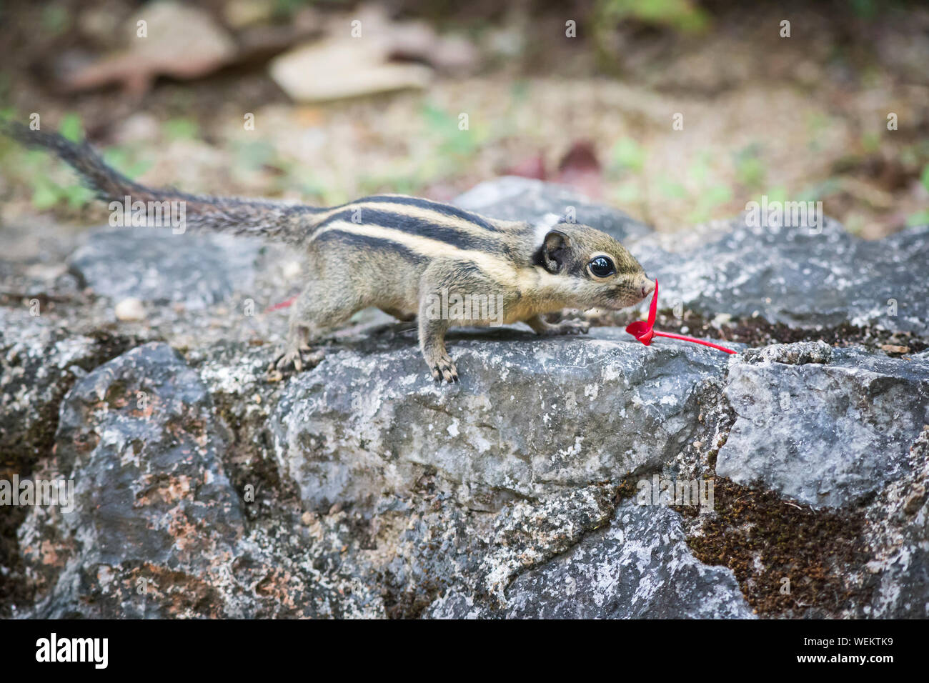 Australian striped squirrel Stock Photo - Alamy