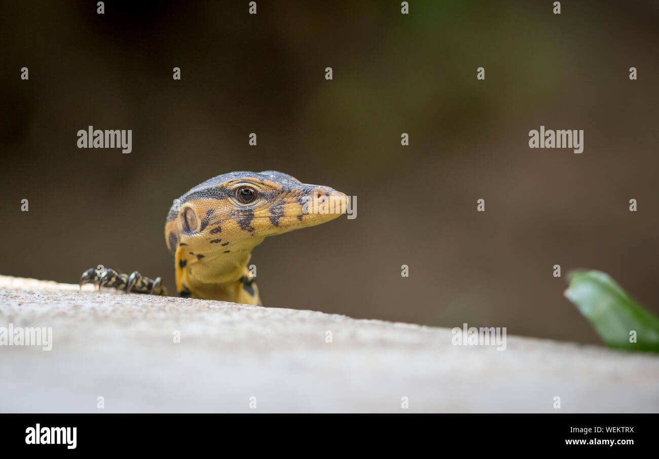 Staring at monitor hi-res stock photography and images - Alamy