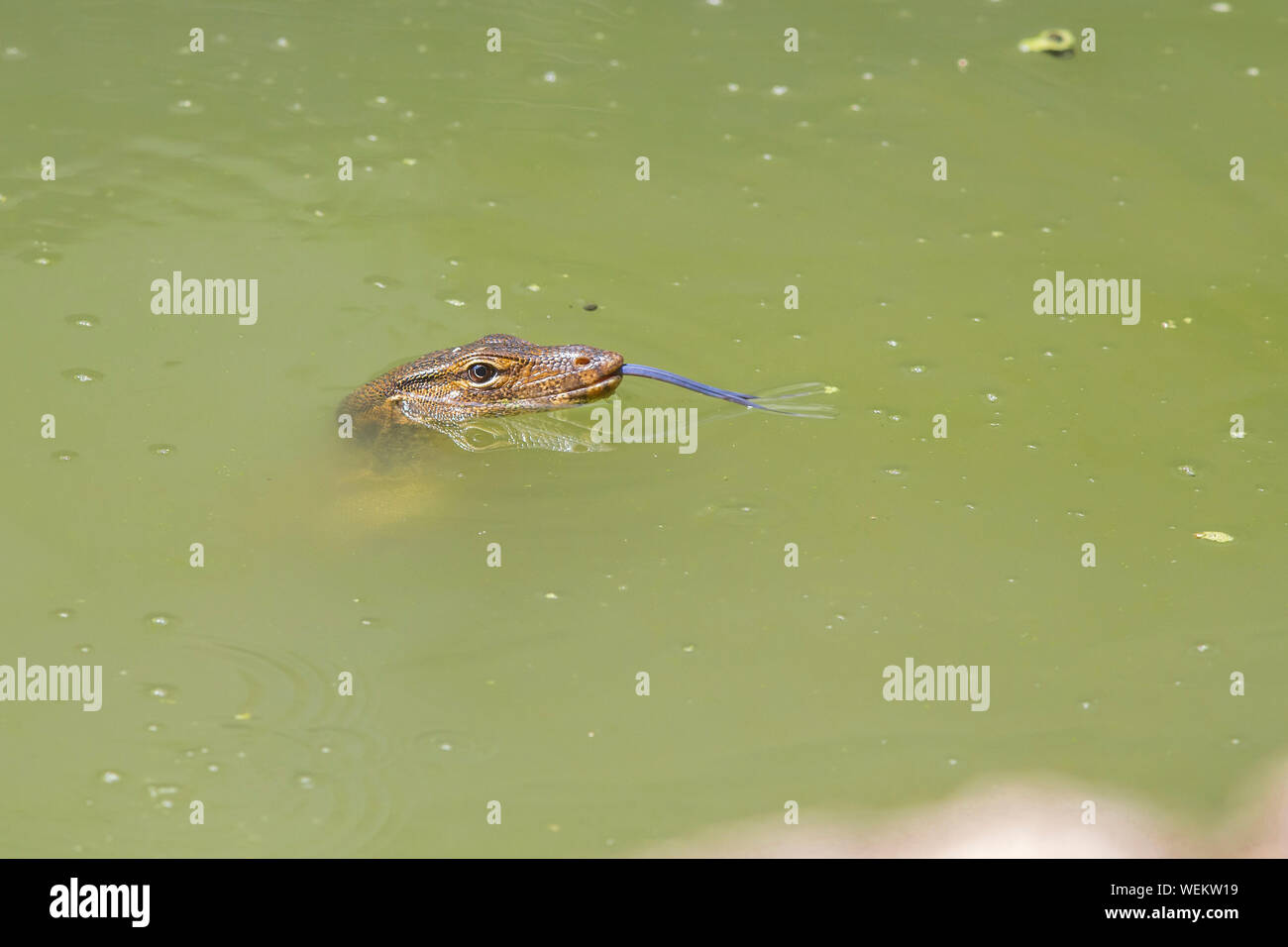 Small monitor species hi-res stock photography and images - Alamy
