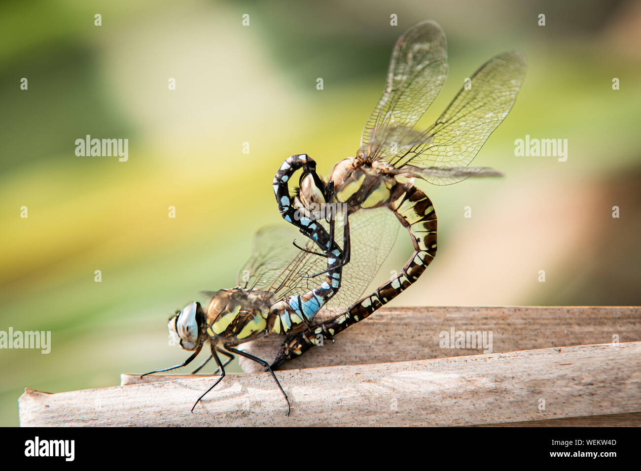 Dragonfly mating hi-res stock photography and images - Alamy