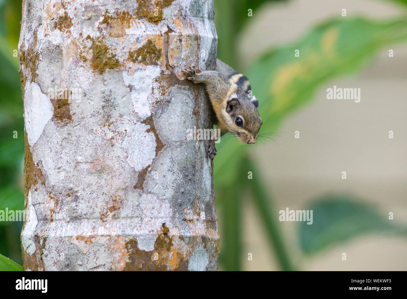 Australian striped squirrel Stock Photo - Alamy