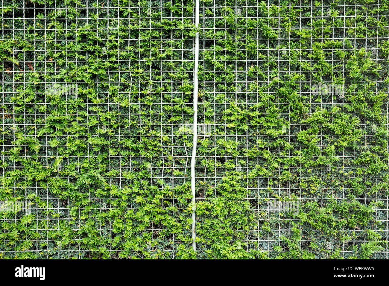 Metal Fence Hedge High Resolution Stock Photography and Images - Alamy