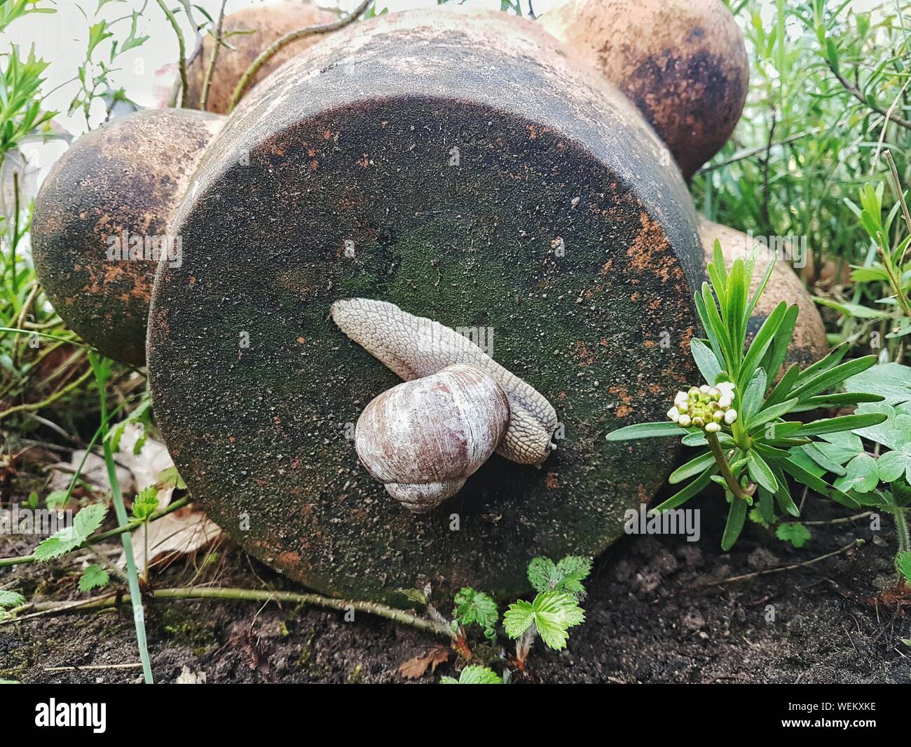 Bush snail hi-res stock photography and images - Alamy