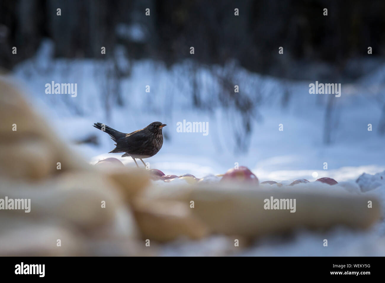 Flying common blackbird hi-res stock photography and images - Alamy