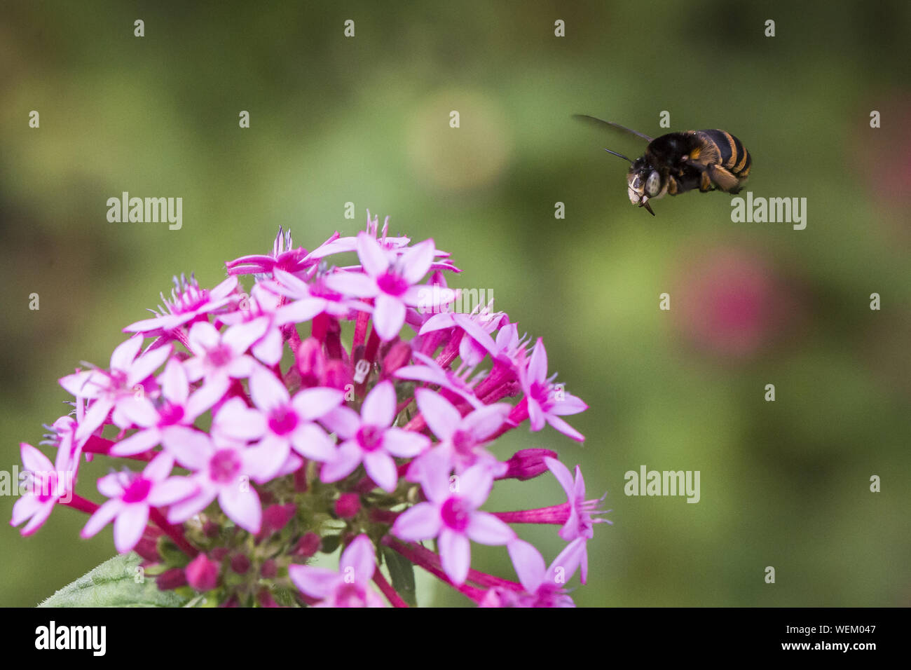 Blueberry plant bee hi-res stock photography and images - Alamy