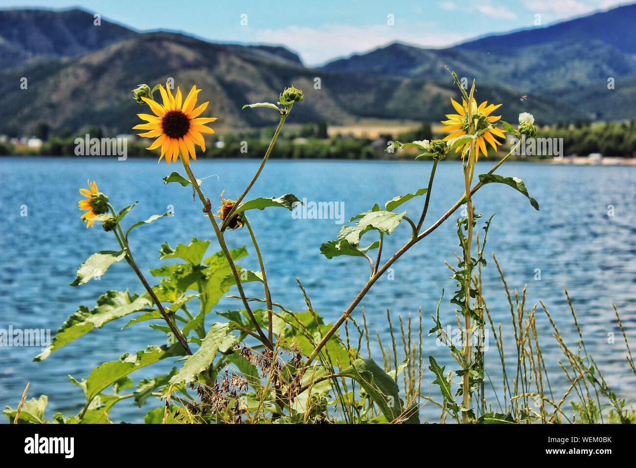 Sunflower River High Resolution Stock Photography and Images - Alamy
