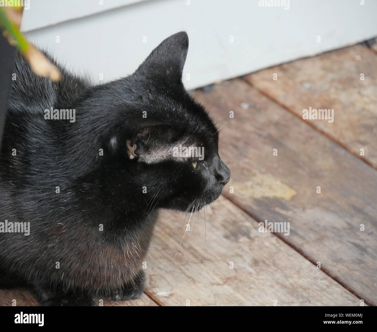 Six toed cat key west hi-res stock photography and images - Alamy