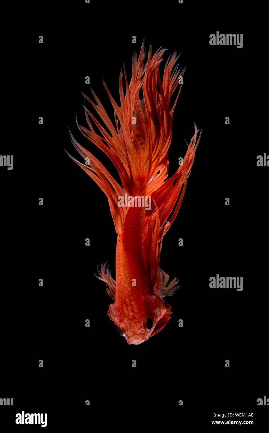 Orange and black fish hi-res stock photography and images - Alamy