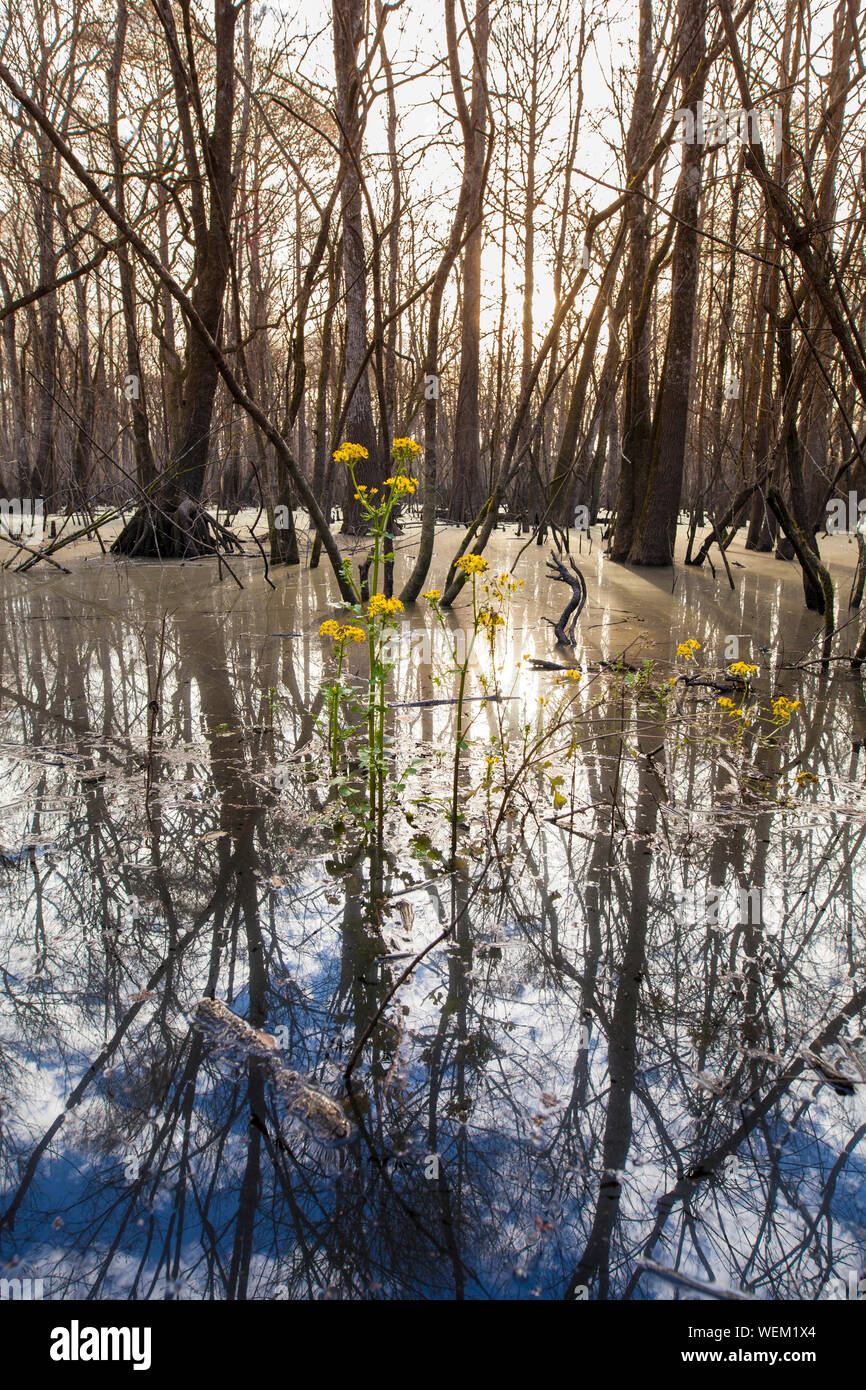 Cypress swamp in northern Florida with yellow flowers Stock Photo - Alamy