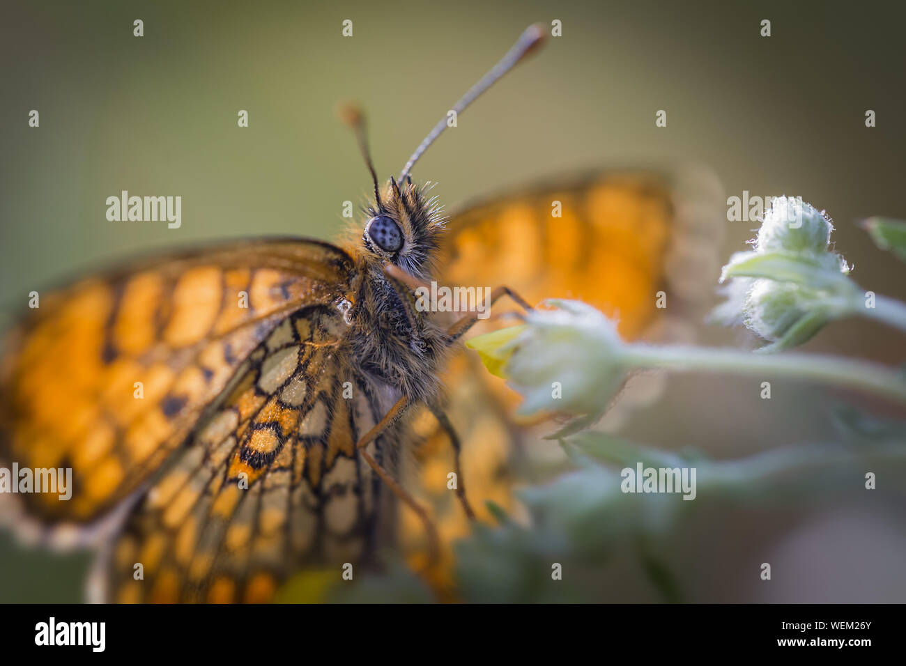 Portrait of a butterfly Stock Photo - Alamy