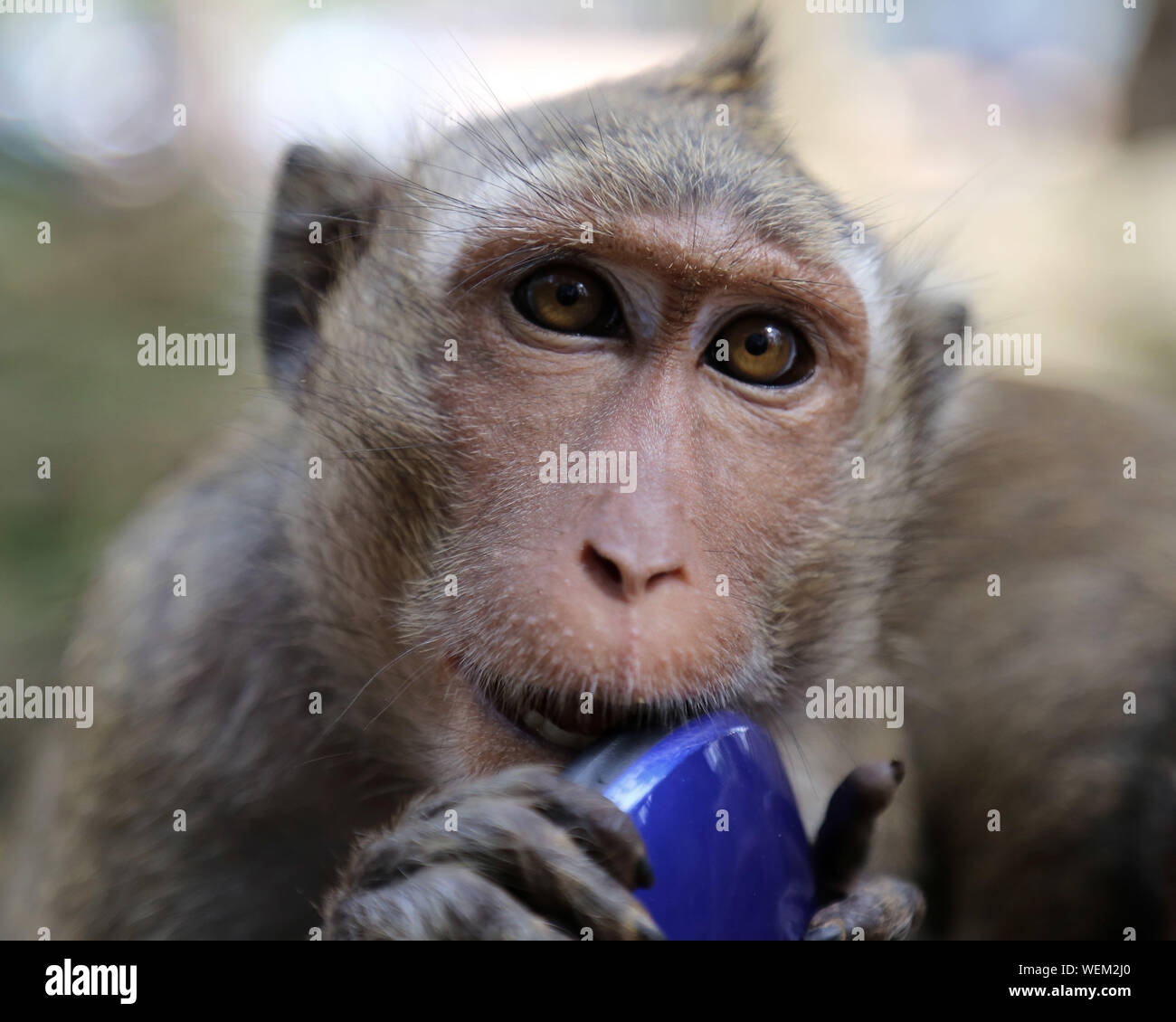 Monkey chewing hi-res stock photography and images - Alamy