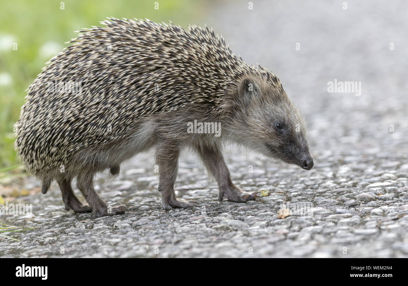 Gray hedgehog hi-res stock photography and images - Alamy