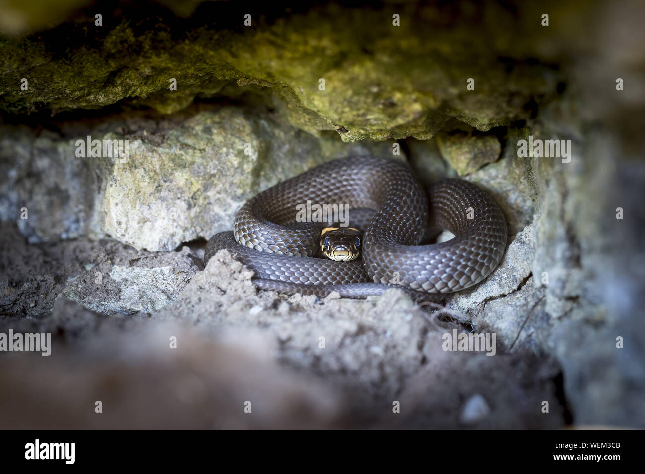Grass snake (Natrix natrix Stock Photo - Alamy
