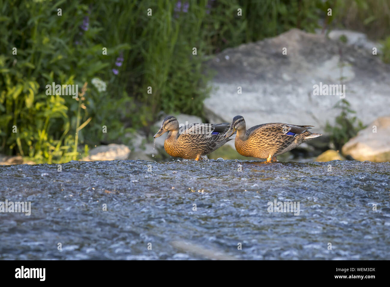 Eurasian mallard hi-res stock photography and images - Alamy