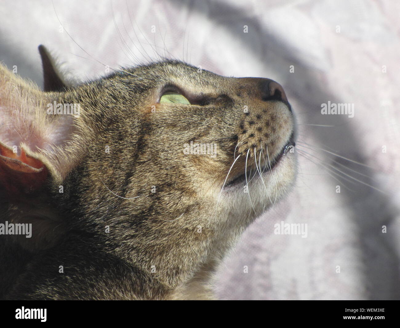 Side profile cat head hi-res stock photography and images - Alamy
