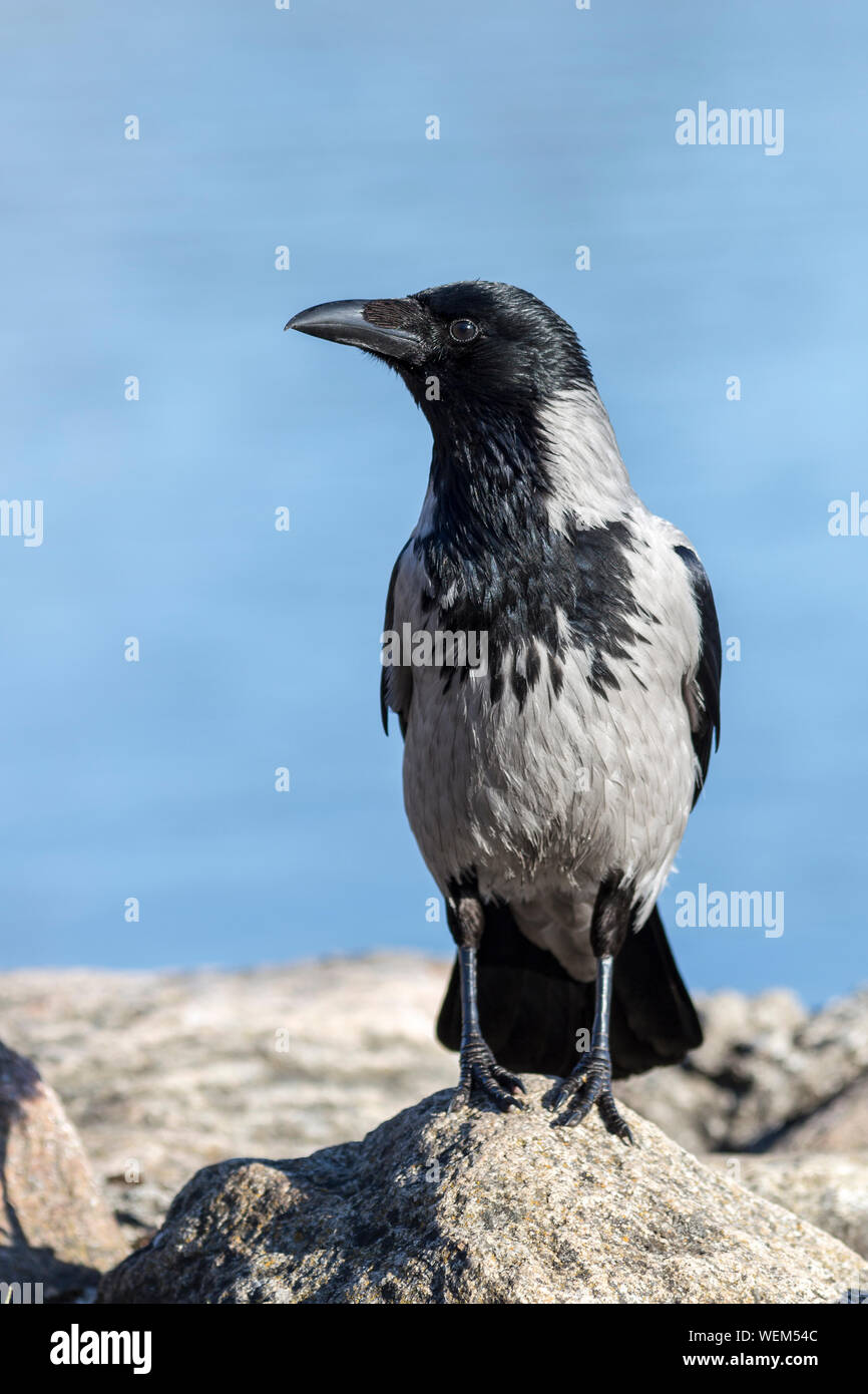 Hooded crow (Corvus cornix Stock Photo - Alamy